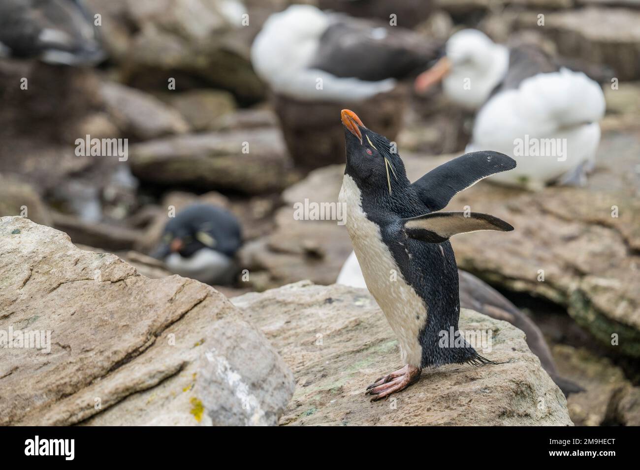 A Rockhopper penguin (Eudyptes chrysocome) in the Rockhopper penguin ...