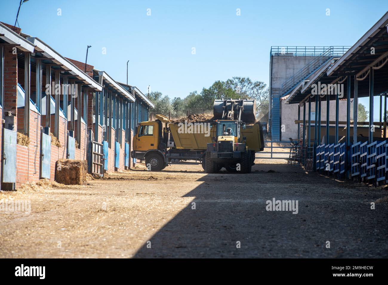 Beef cattle farm outside of Toledo, Spain Stock Photo - Alamy