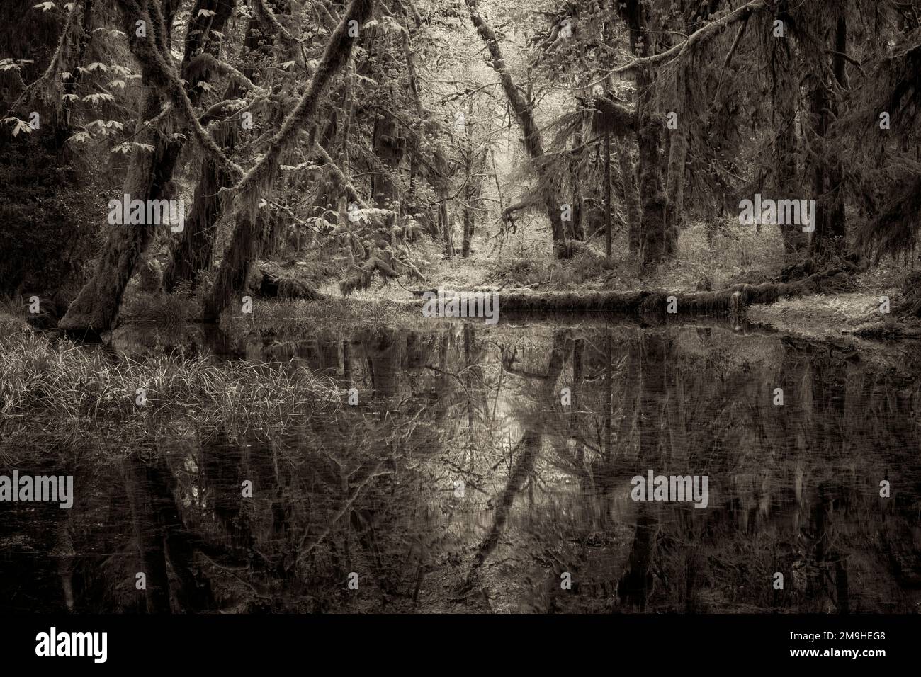 Pond in Queets Rain Forest. Olympic Natioanl Park, Washington Stock ...