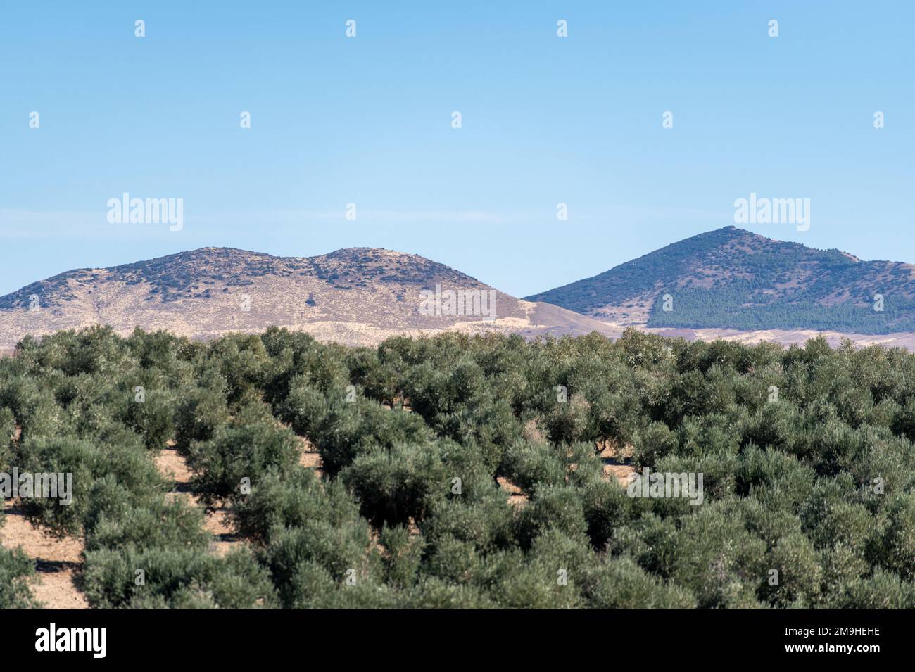 Beef cattle farm outside of Toledo, Spain Stock Photo - Alamy