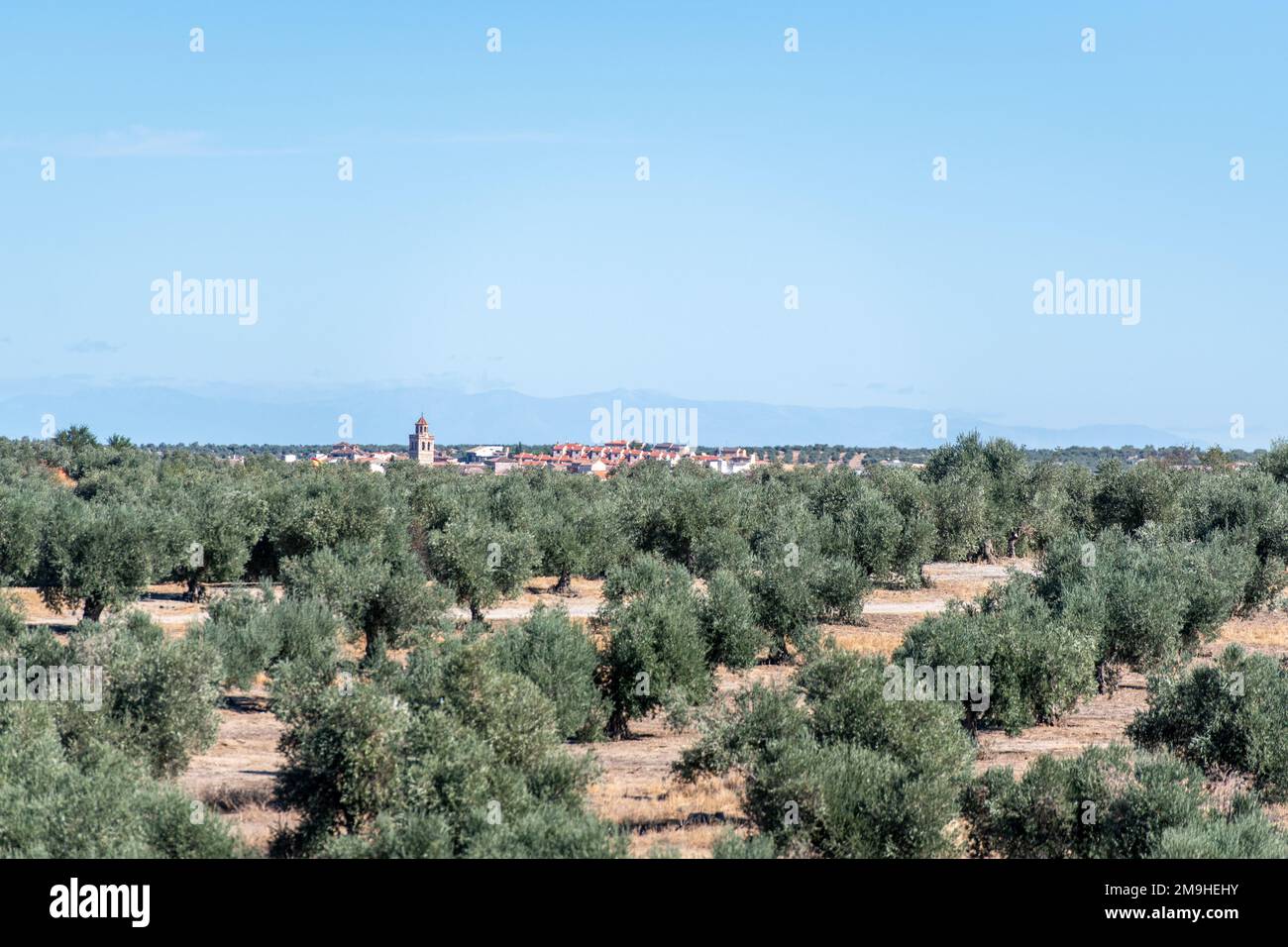 Beef cattle farm outside of Toledo, Spain Stock Photo - Alamy