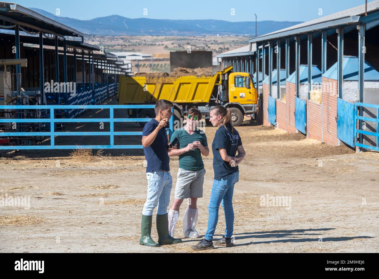 Beef cattle farm outside of Toledo, Spain Stock Photo - Alamy