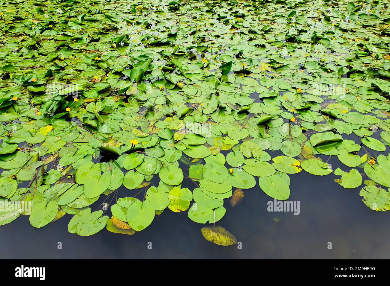 Water Lily Leaves A Lot Flowers Nuphar Lutea Waterlily Brandybottle Cow Lily On Lake Stock