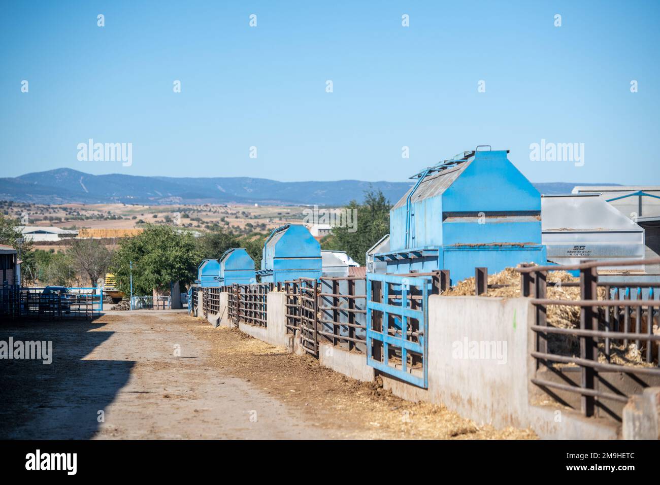 Beef cattle farm outside of Toledo, Spain Stock Photo - Alamy
