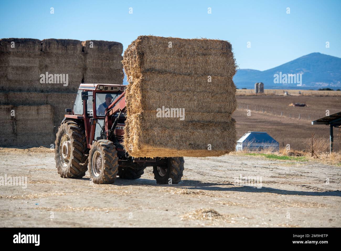 Beef cattle farm outside of Toledo, Spain Stock Photo - Alamy