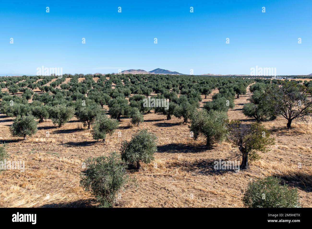 Beef cattle farm outside of Toledo, Spain Stock Photo - Alamy