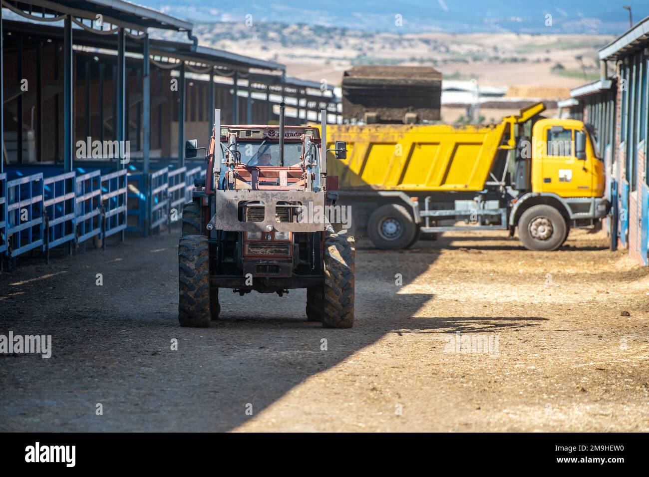 Beef cattle farm outside of Toledo, Spain Stock Photo - Alamy