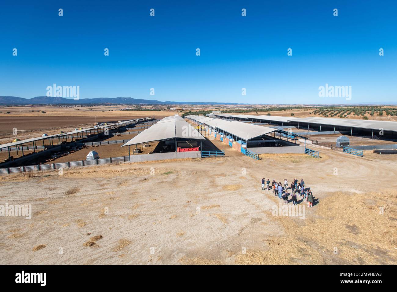 Beef cattle farm outside of Toledo, Spain Stock Photo - Alamy
