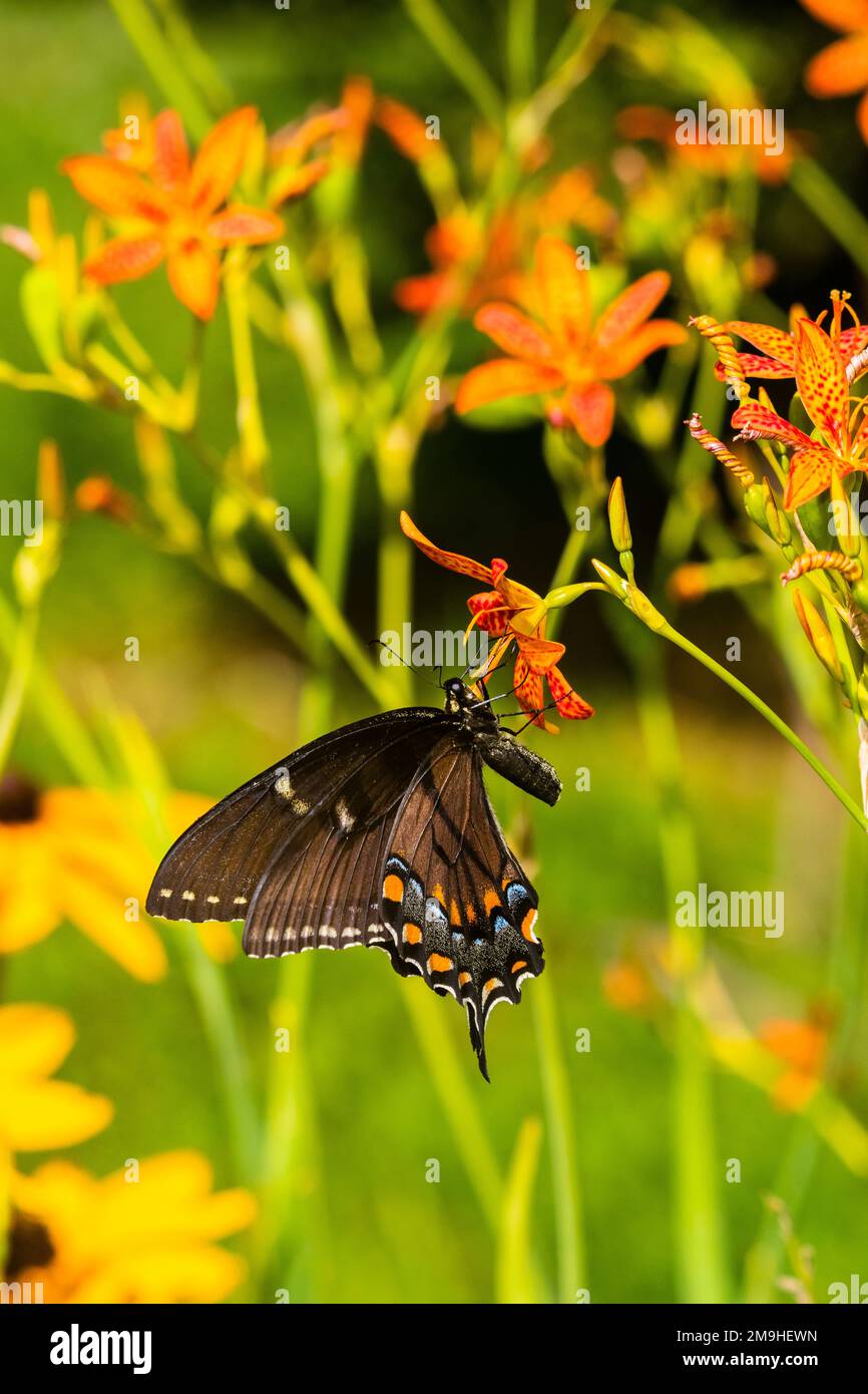 Eastern tiger swallowtail hi-res stock photography and images - Alamy
