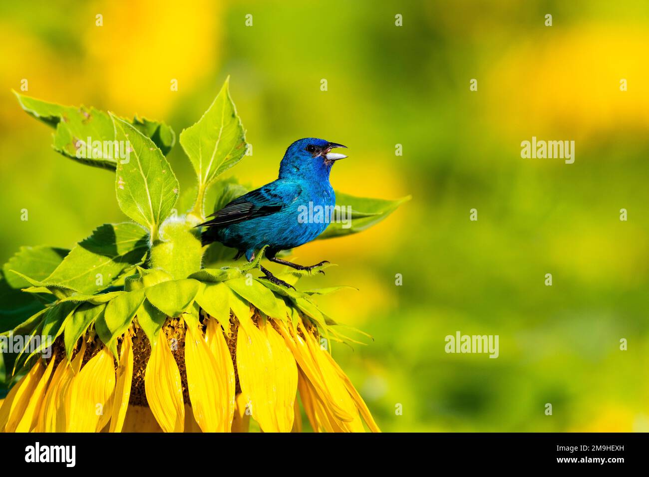 Indigo bunting (Passerina cyanea) singing on sunflower, Sam Parr State ...