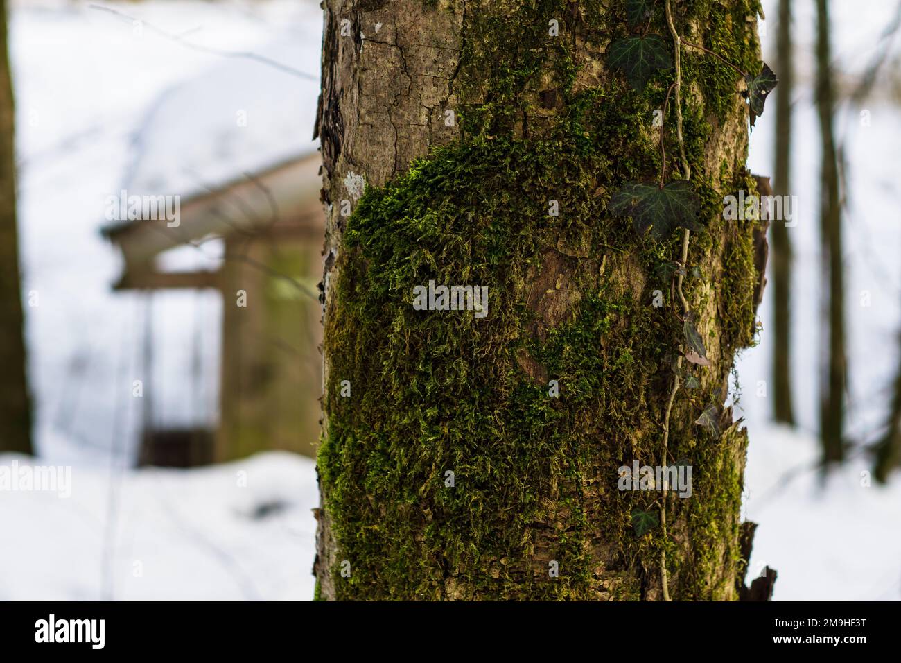 A tree in a winter forest wooden small house blurred background Stock ...