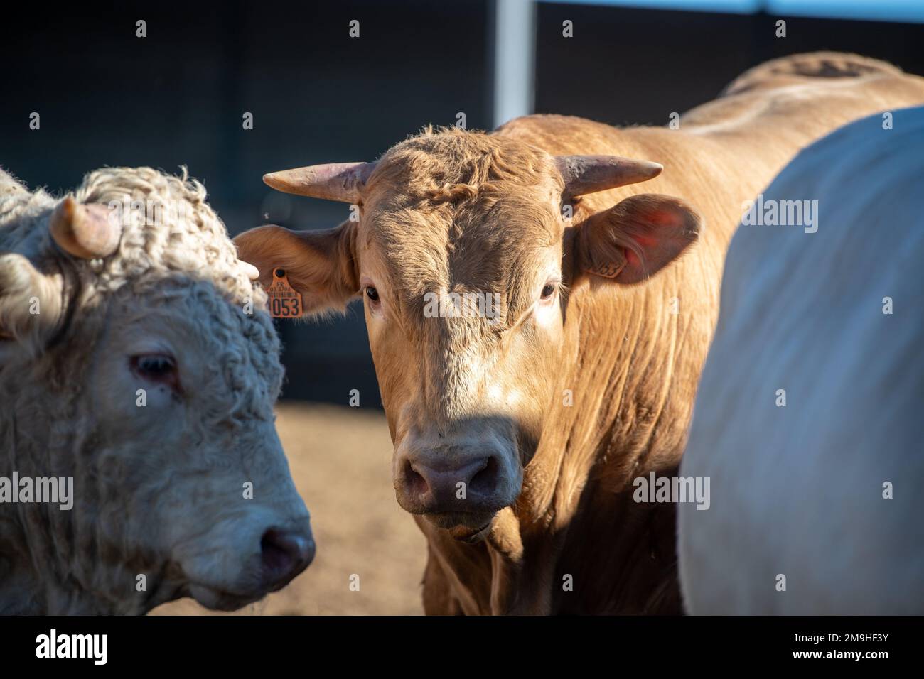 Beef cattle farm outside of Toledo, Spain Stock Photo - Alamy