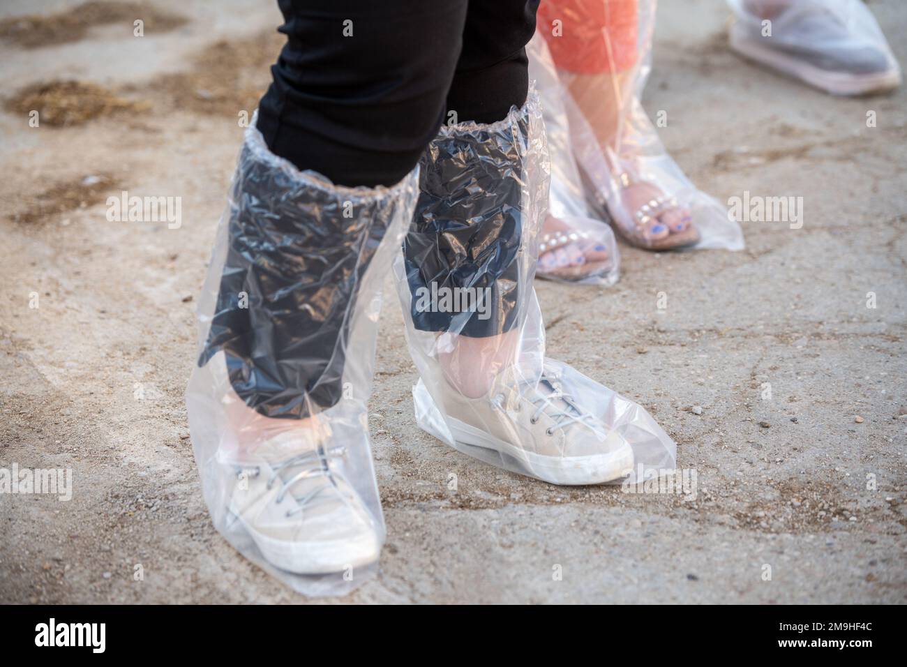 Beef cattle farm outside of Toledo, Spain Stock Photo - Alamy