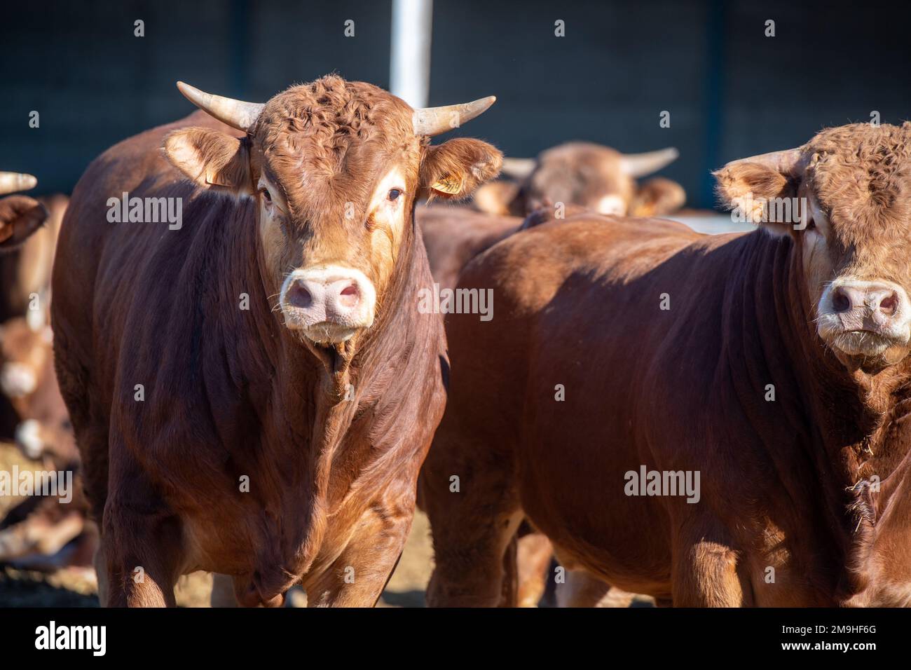 Beef cattle farm outside of Toledo, Spain Stock Photo - Alamy