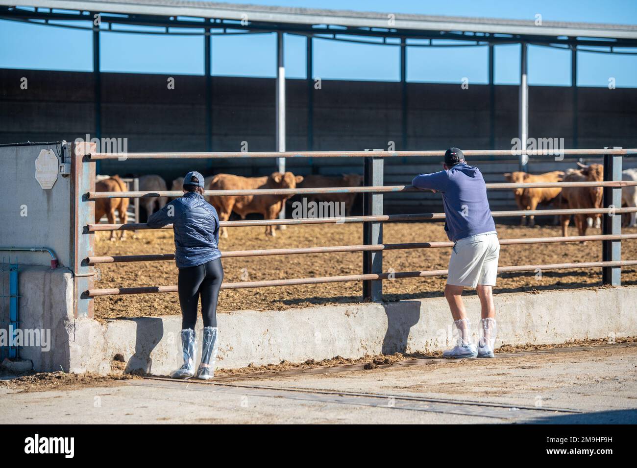 Beef cattle farm outside of Toledo, Spain Stock Photo - Alamy