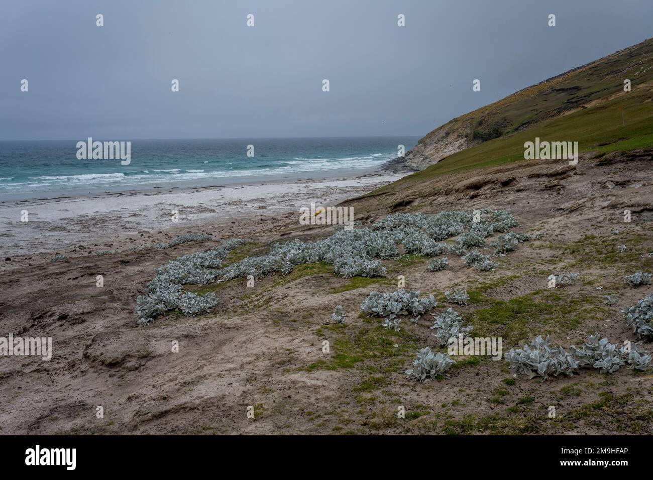 Yellow sea cabbage plants growing near the beach on Sounders Island, an ...