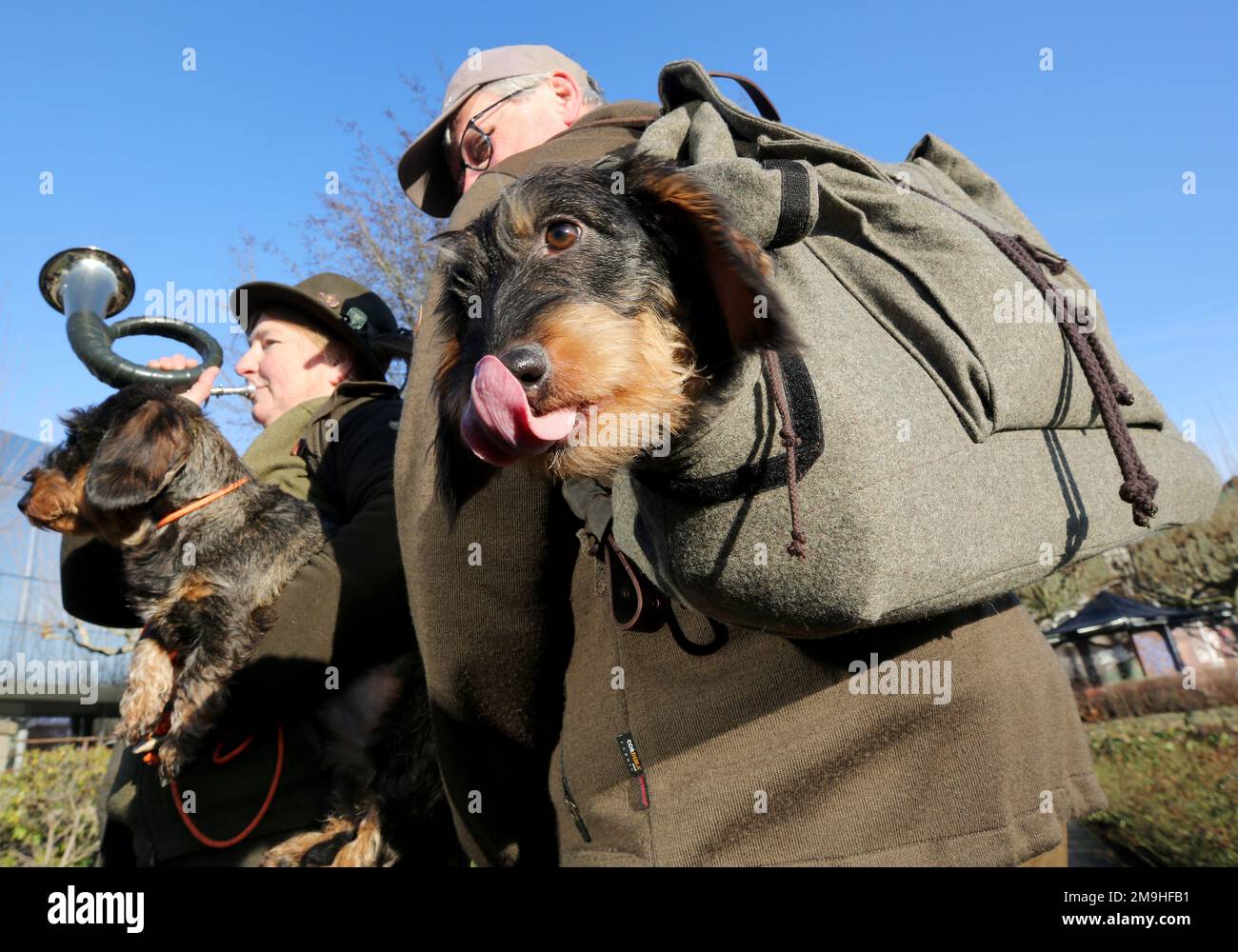 Dortmund, Germany. 18th Jan, 2023. The rough-haired dachshund "Bellis ...