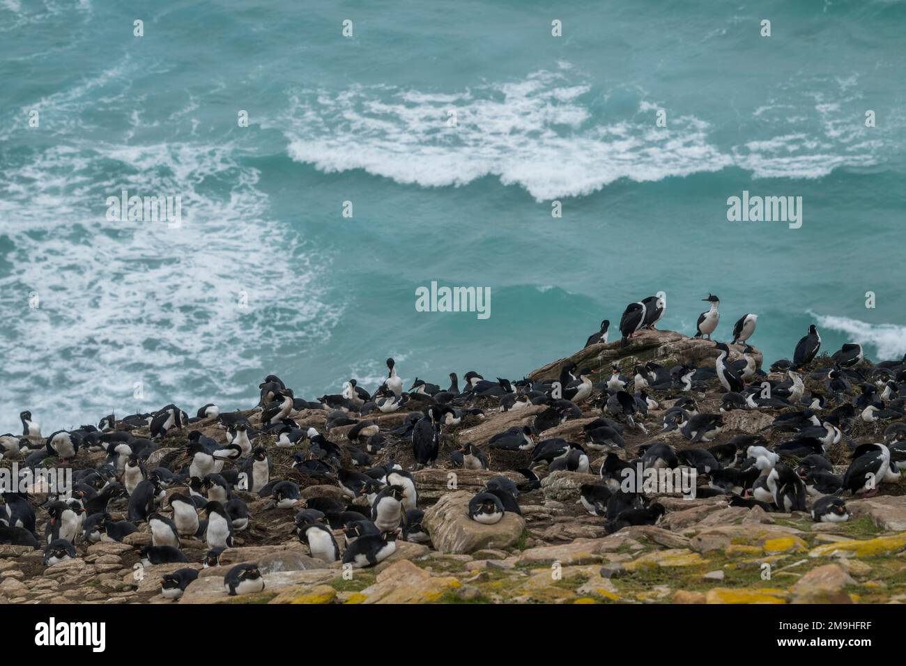 View of the Rockhopper penguin (Eudyptes chrysocome) and imperial shag ...