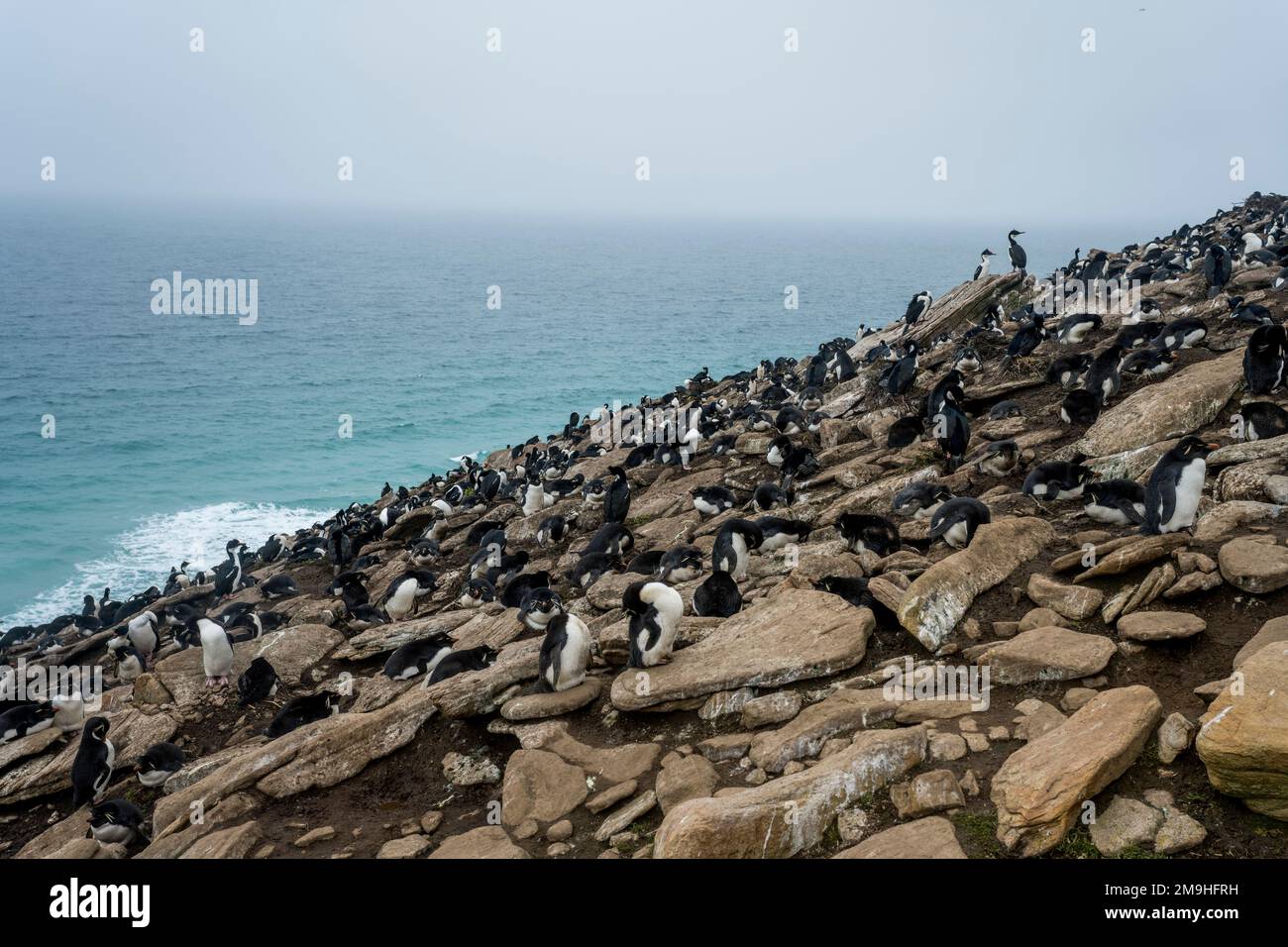 View of the Rockhopper penguin (Eudyptes chrysocome) and imperial shag ...