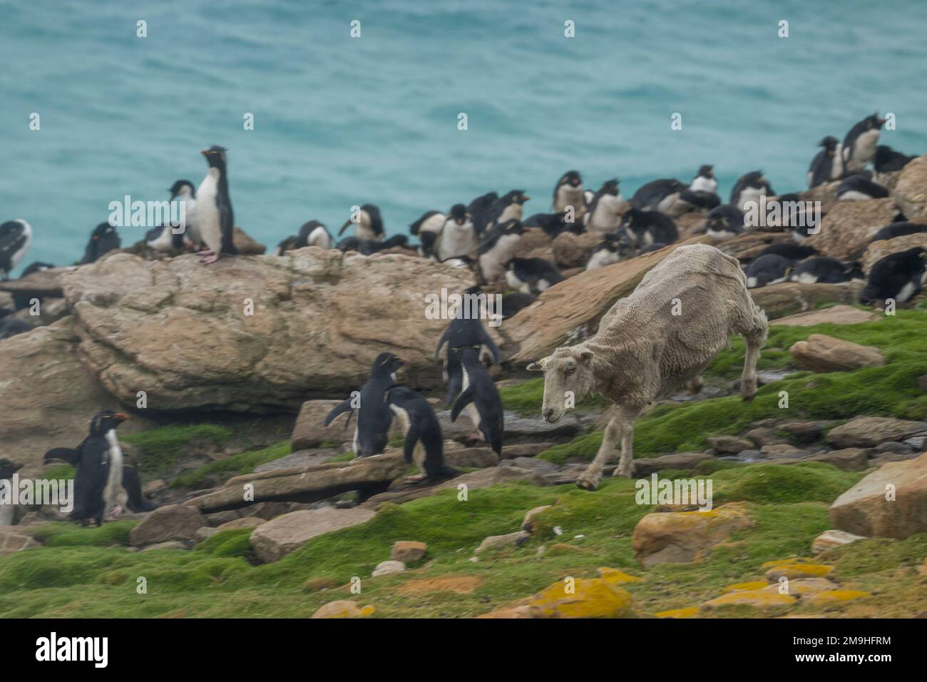 Shag colonies hi-res stock photography and images - Alamy
