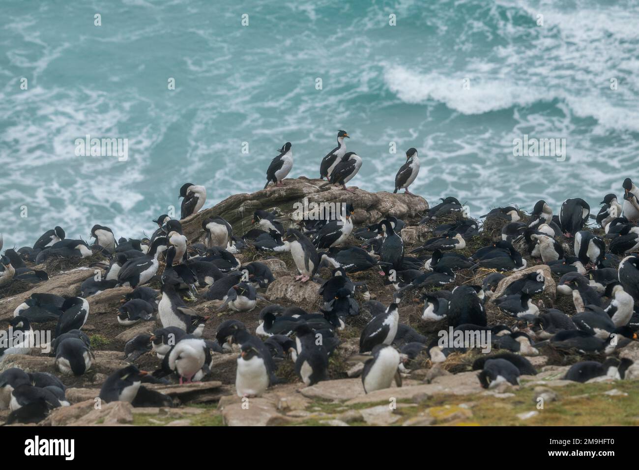 View of the Rockhopper penguin (Eudyptes chrysocome) and imperial shag ...