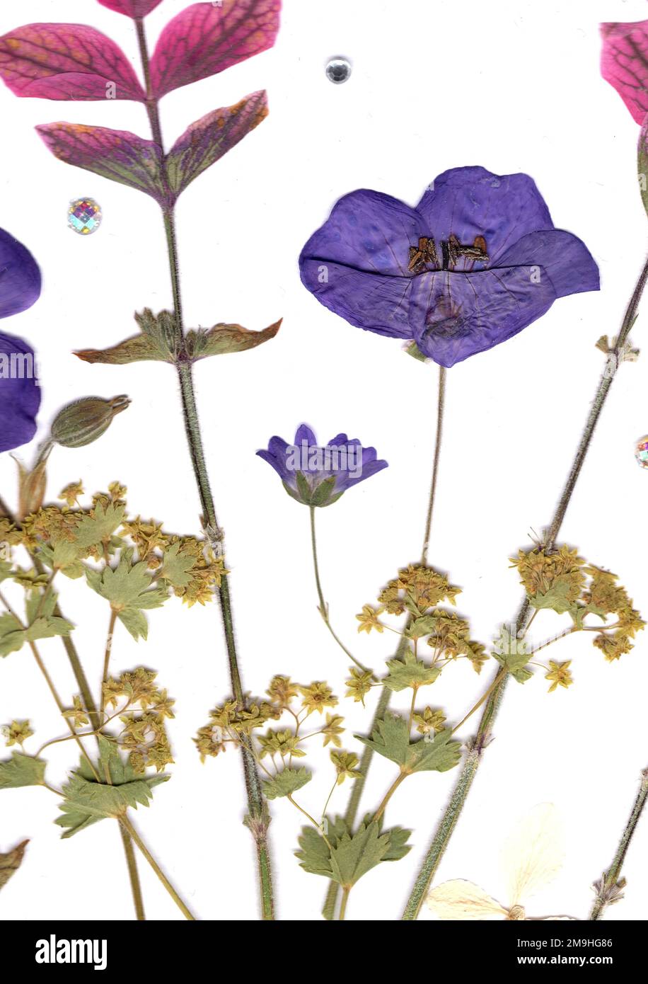 Pressed geranium flowers and leaves on a white background Stock Photo ...