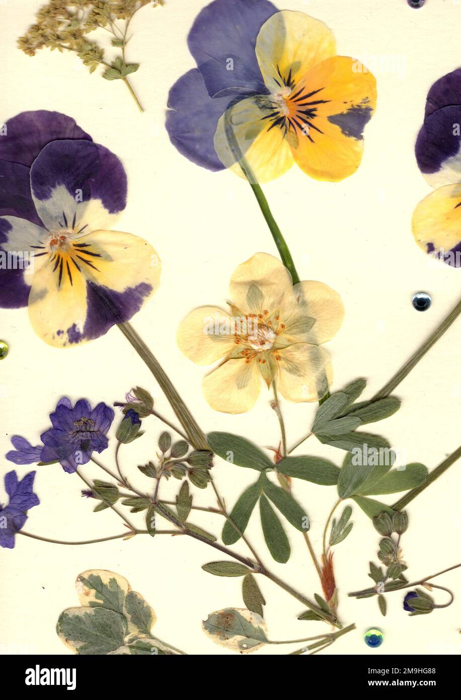 Pressed violet flowers and leaves on a cream background Stock Photo - Alamy