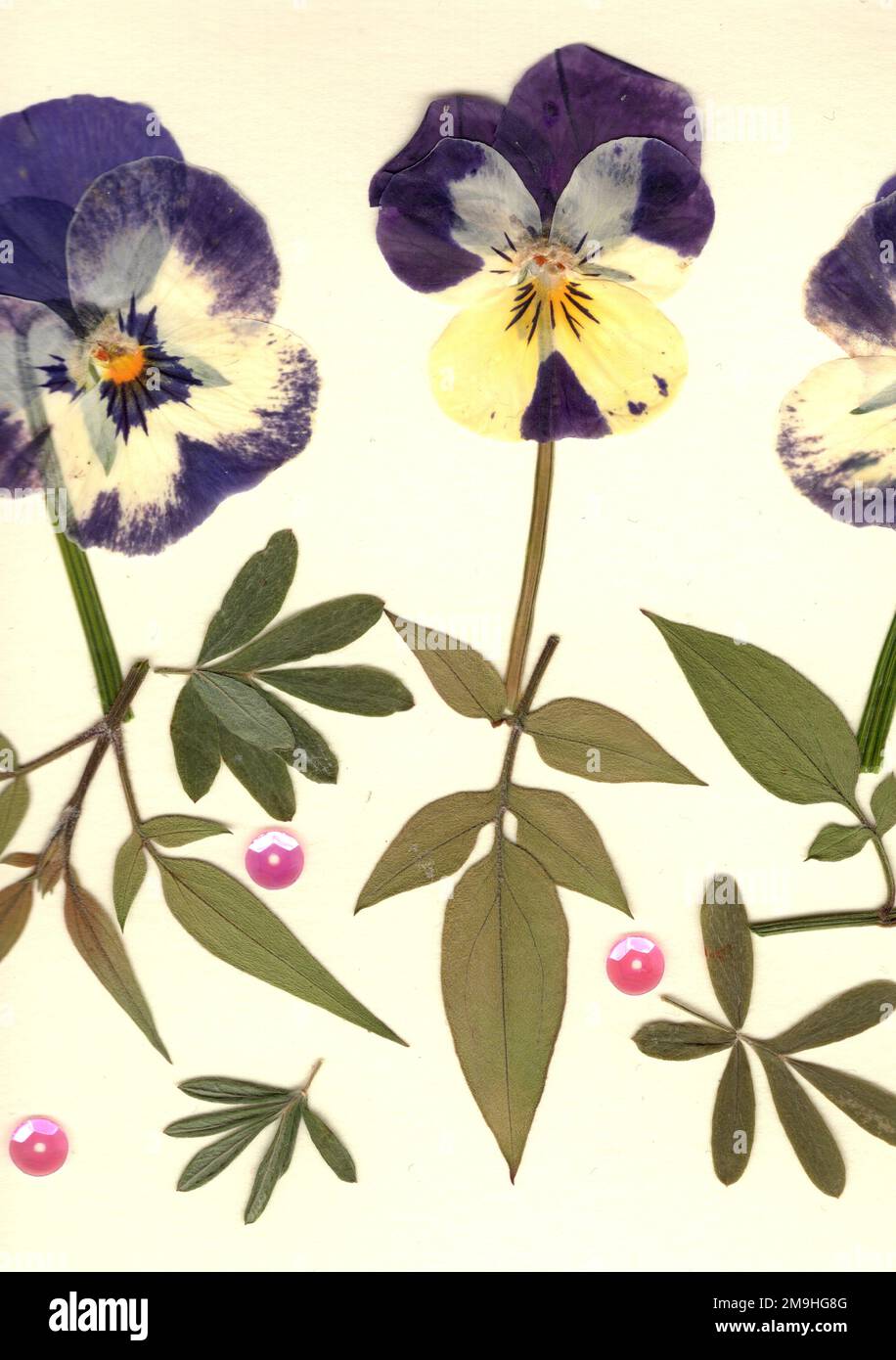 Pressed pansy flowers and leaves on a cream background Stock Photo - Alamy