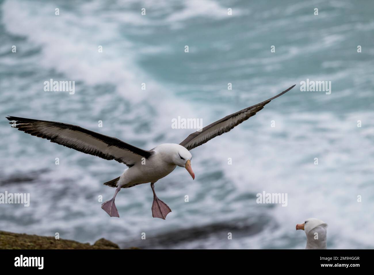 A Black-browed albatross (Thalassarche melanophris) is landing next to ...