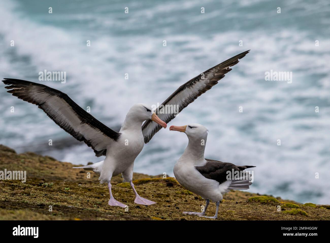 A Black-browed albatross (Thalassarche melanophris) is greeting its ...