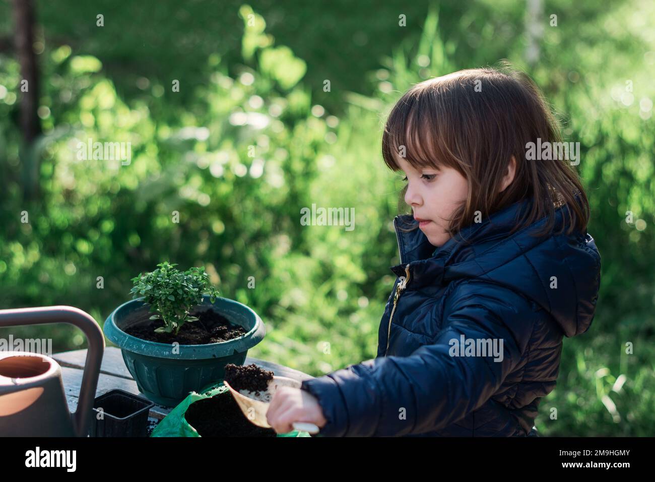Planting basil hi-res stock photography and images - Alamy