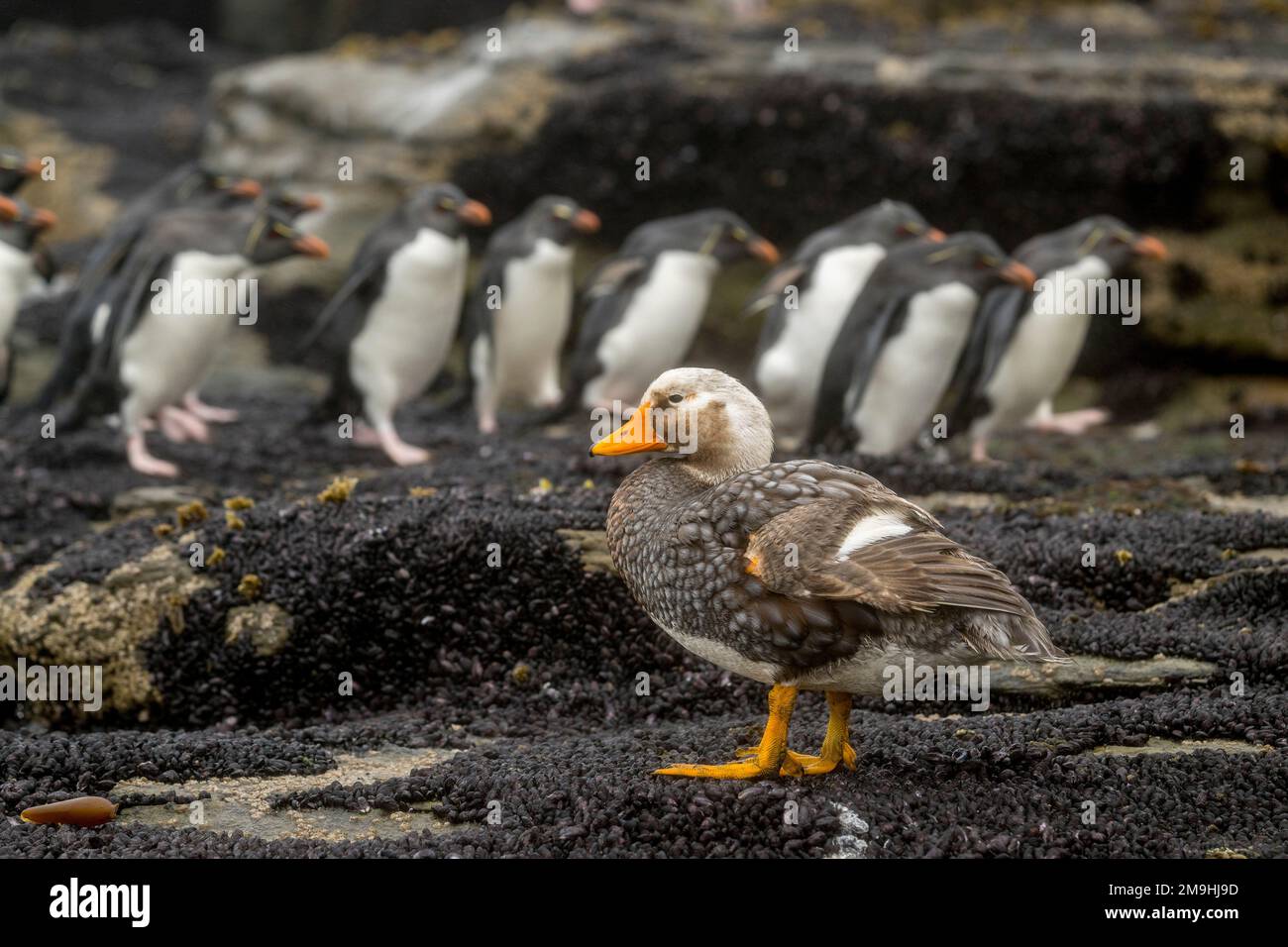 A Flightless Steamer-Duck (Tachyeres pteneres) on the rocky shoreline ...