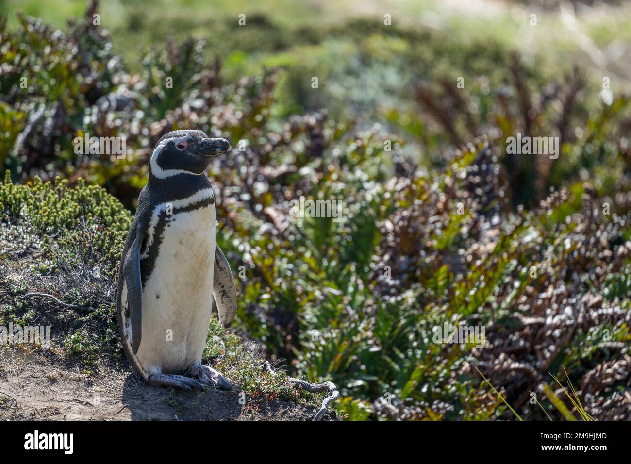 A Magellanic penguin (Spheniscus magellanicus) at Gypsy Cove near Port ...