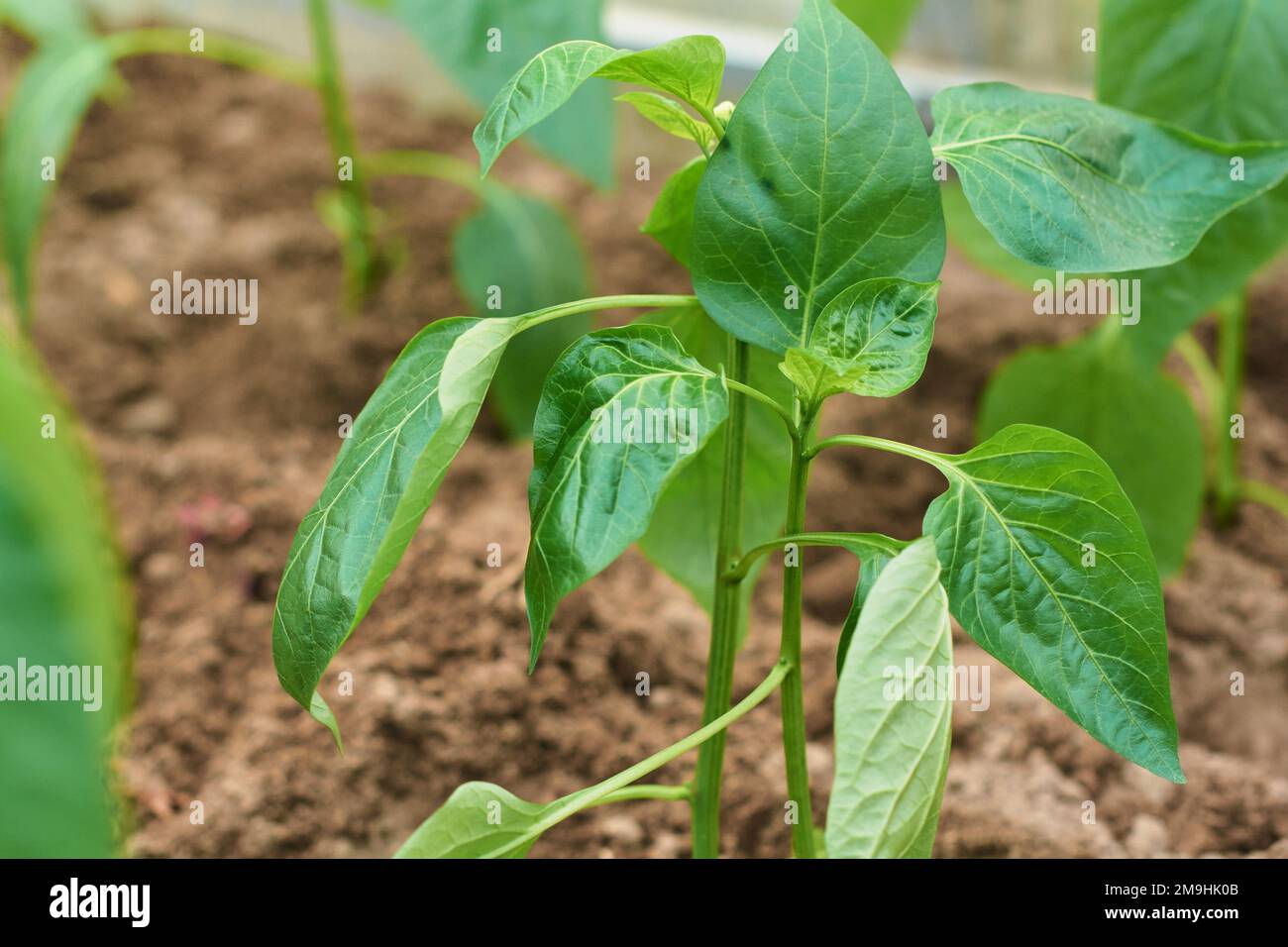 Green sapling of bell pepper planted in a greenhouse. Household farming ...
