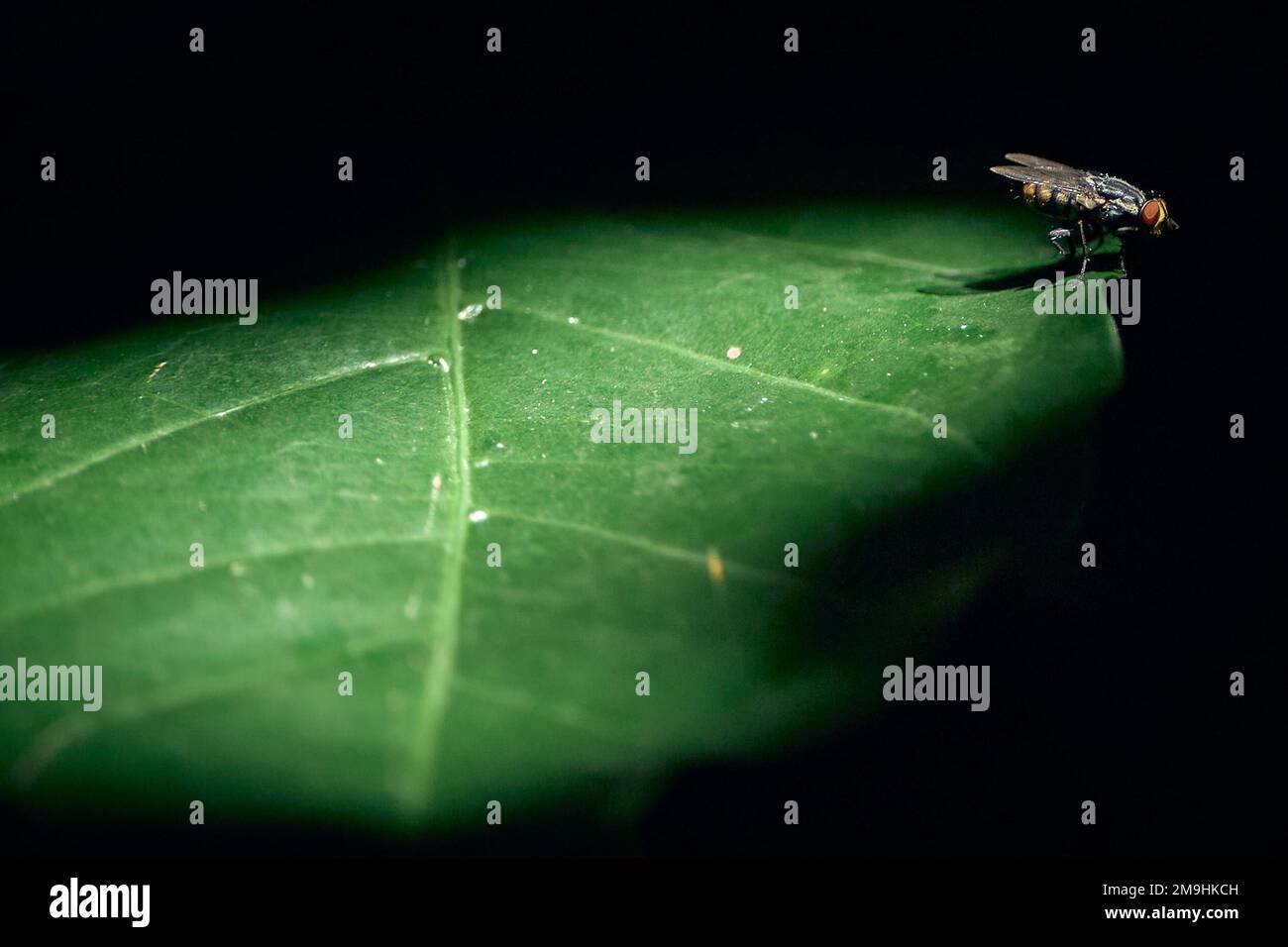Franca, Brazil. 18th Jan, 2023. A fly is seen on a coffee tree leaf ...