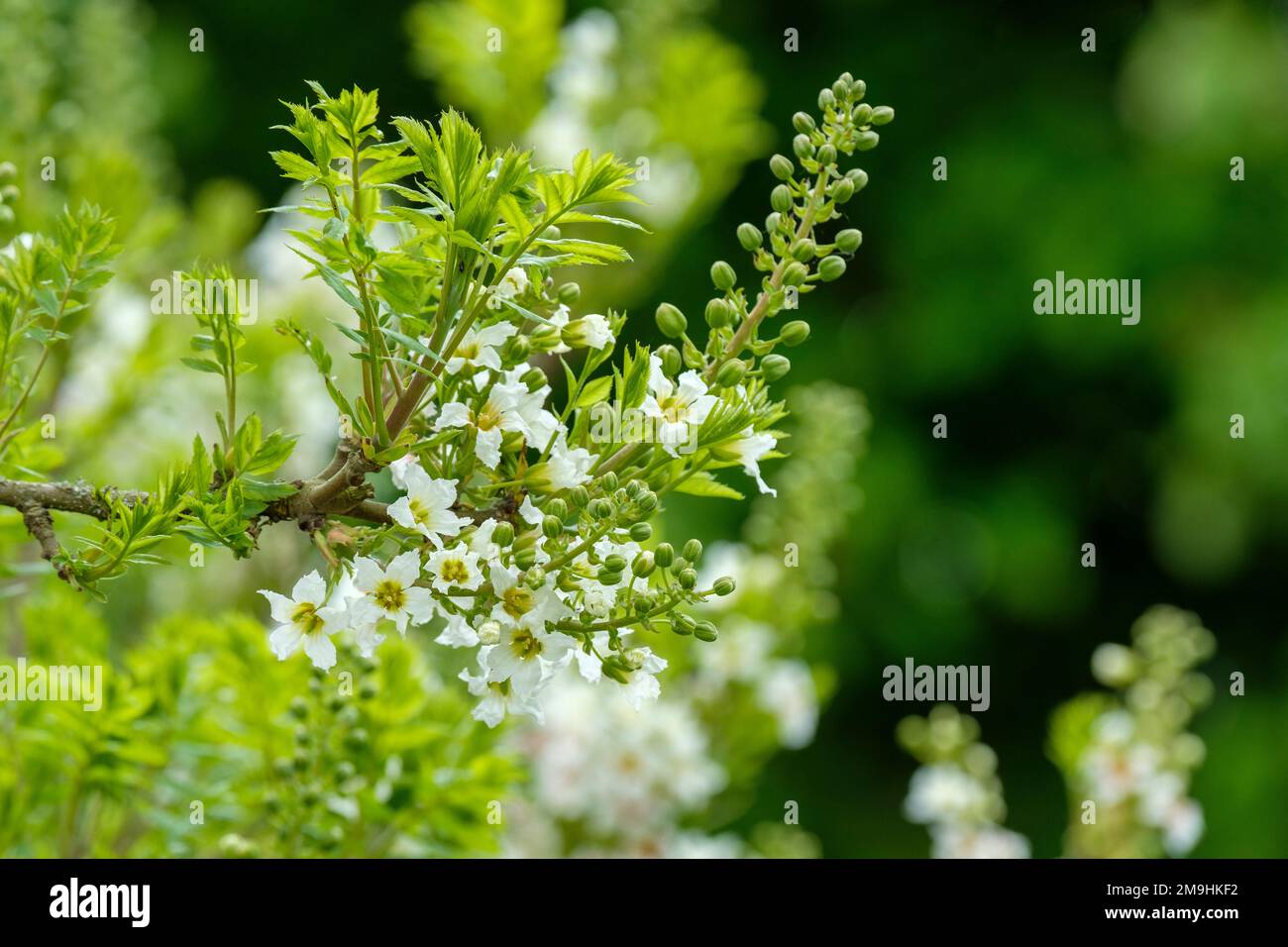 Xanthoceras sorbifolium, shinyleaf yellowhorn, yellow horn, goldenhorn ...