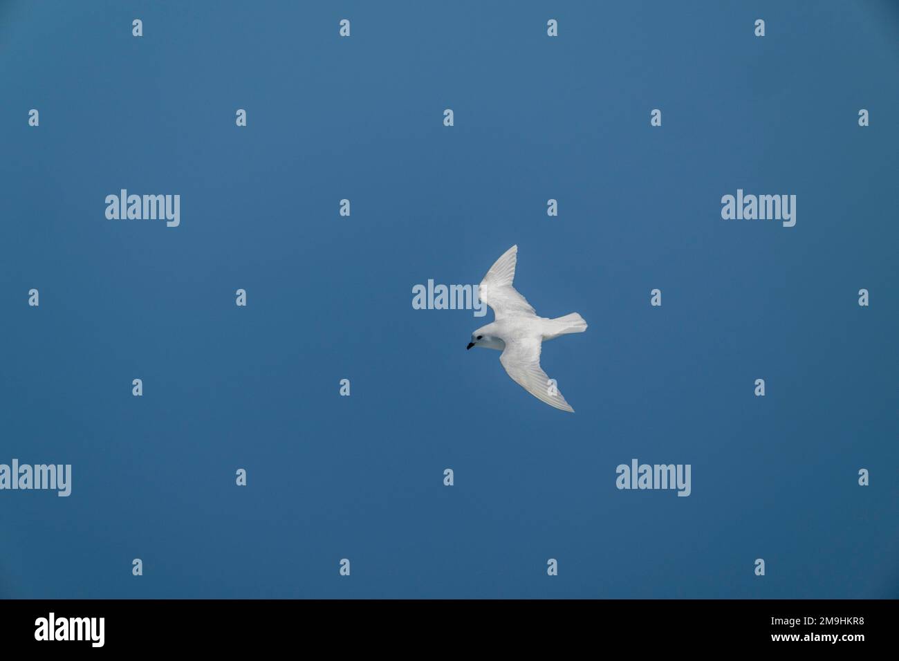 A snow petrel (Pagodroma nivea) is flying over the South Atlantic near ...