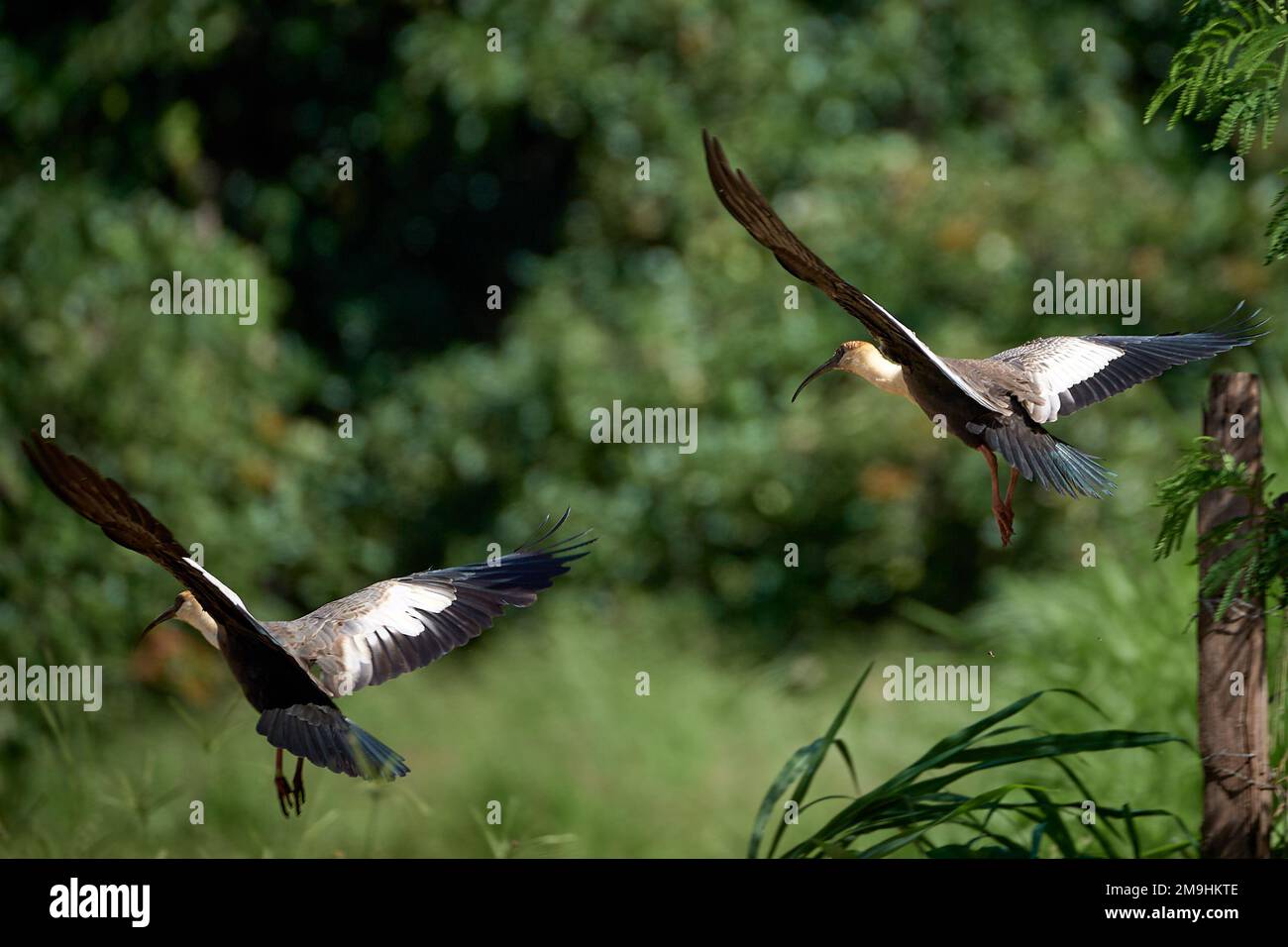 Buff-necked ibis birds are seen at a coffee farm in the Alta Mogiana ...