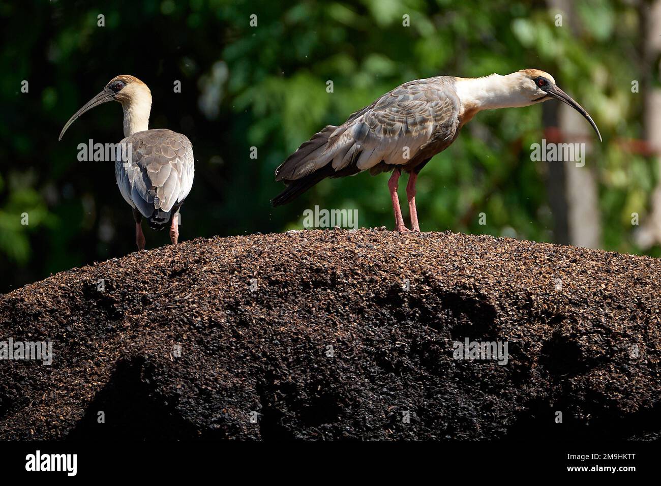 Buff-necked ibis birds are seen at a coffee farm in the Alta Mogiana ...