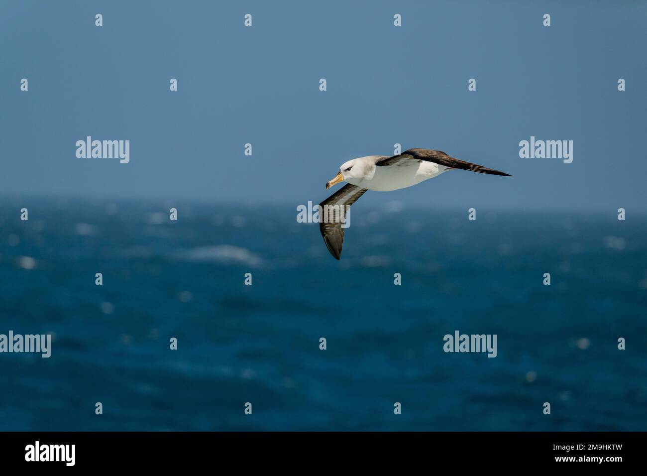 A juvenile Black-browed albatross (Thalassarche melanophris) is flying ...