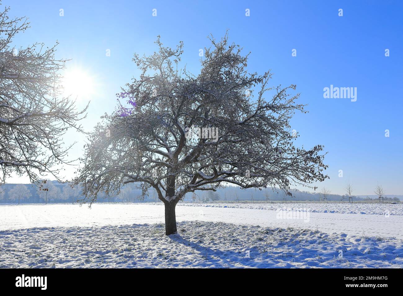 Winter landscape bark tree branch hi-res stock photography and images ...