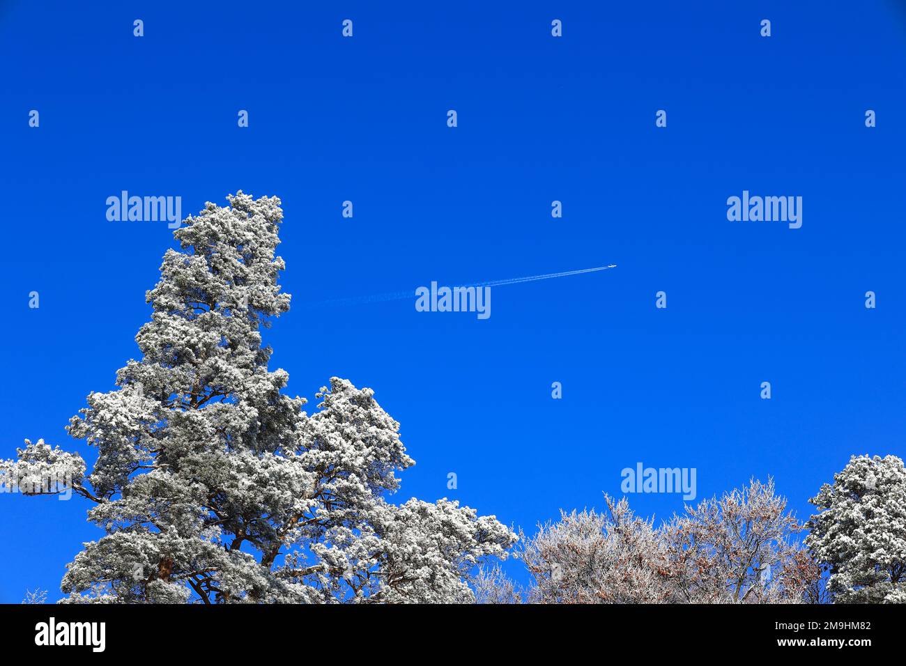 Treetop is covered with snow. In the background is a contrail Stock ...