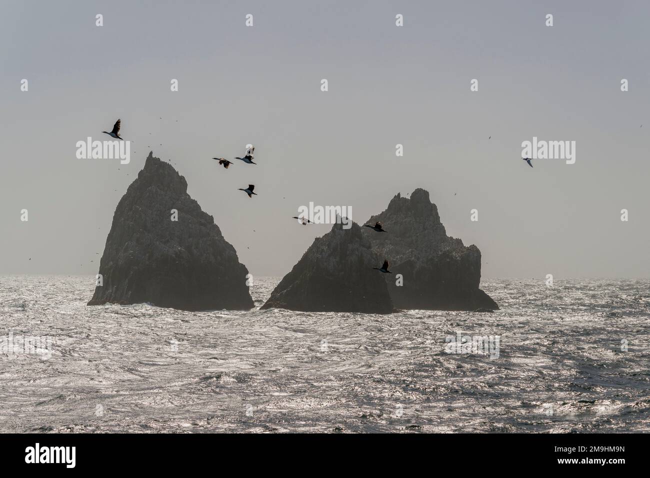 South Georgia shags (Leucocarbo georgianus), also known as the South ...
