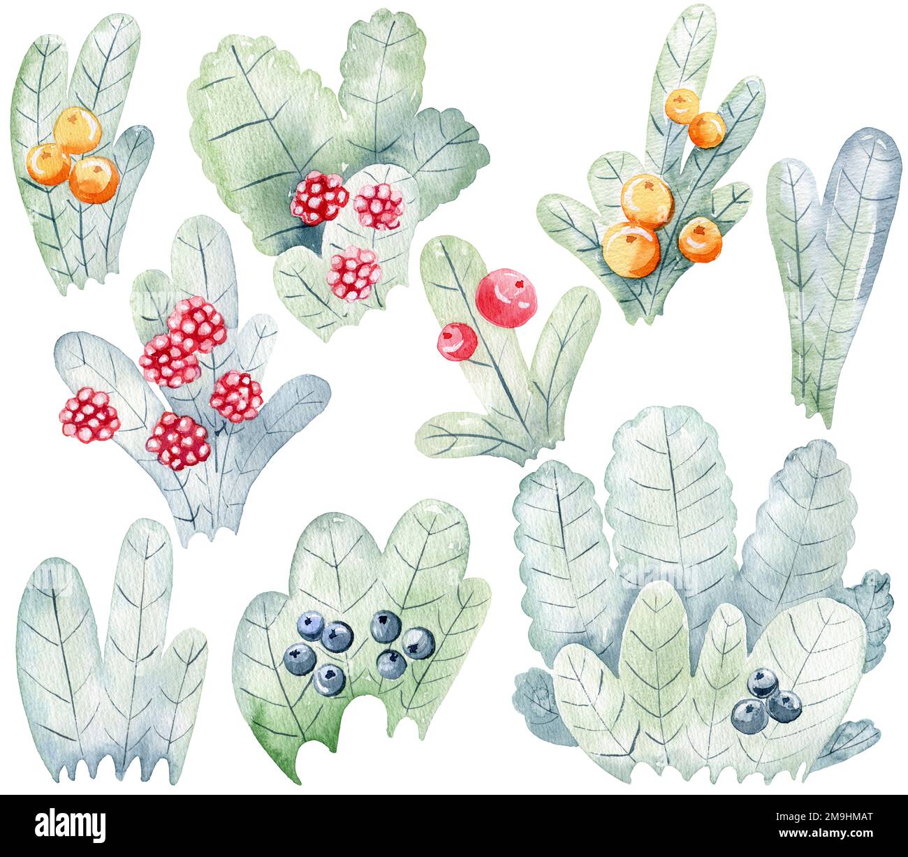 Set of watercolor berry bushes Stock Photo - Alamy