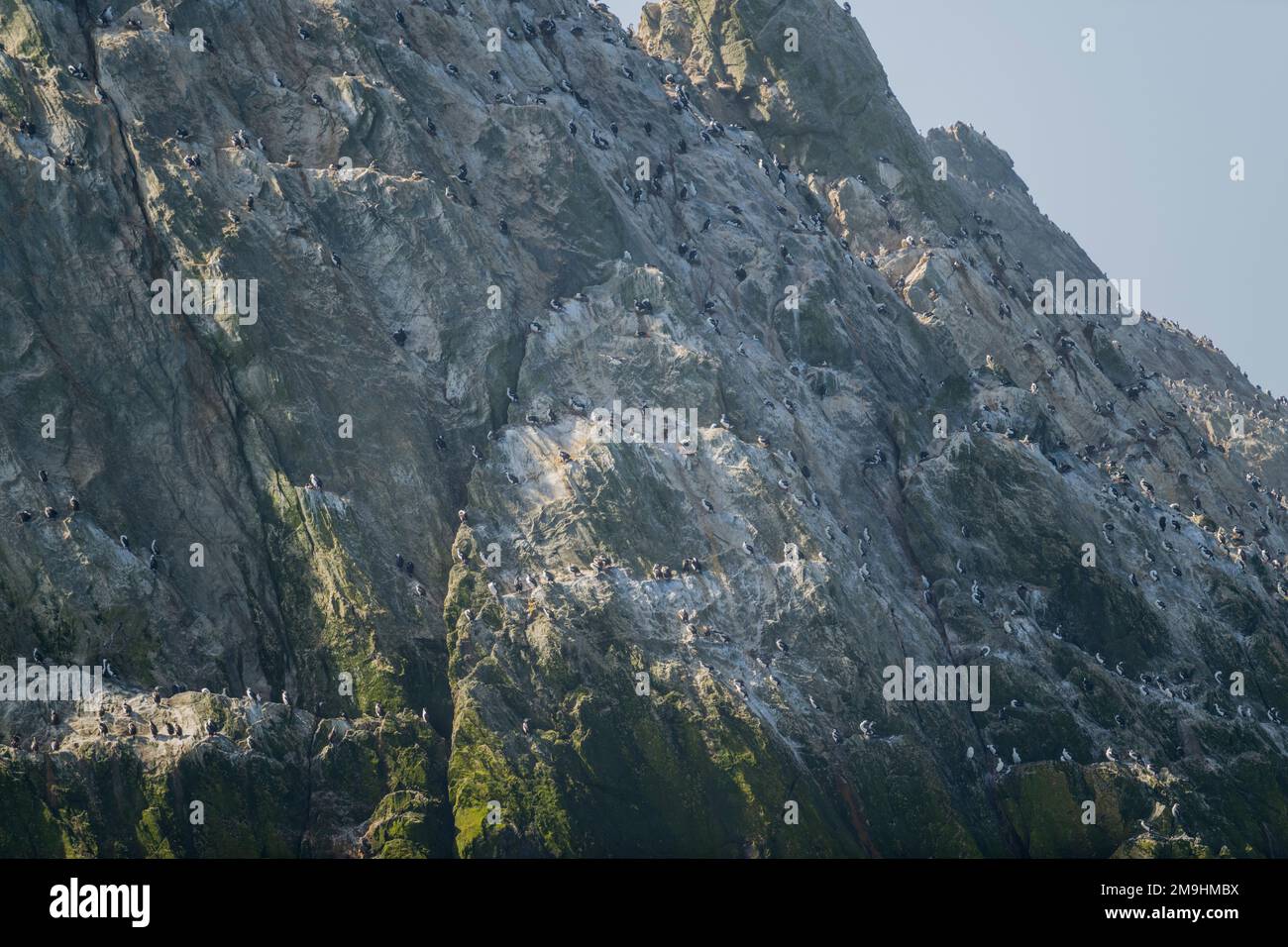 South Georgia shags (Leucocarbo georgianus), also known as the South ...
