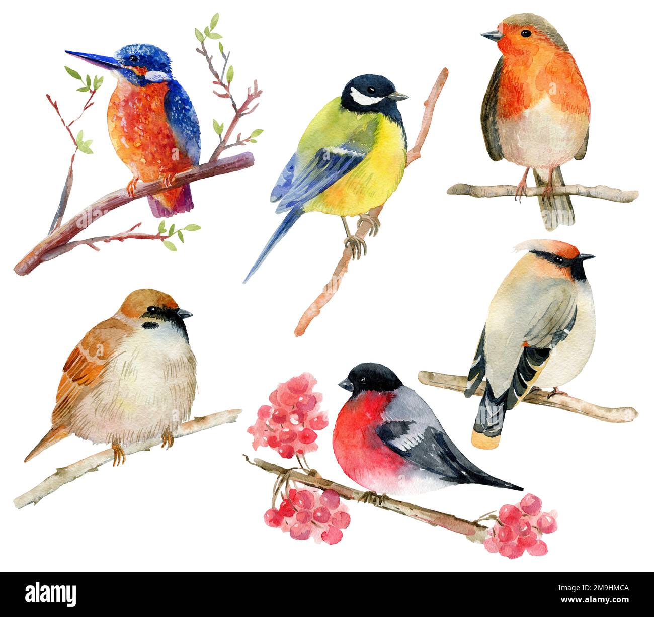 Watercolor birds set Stock Photo - Alamy