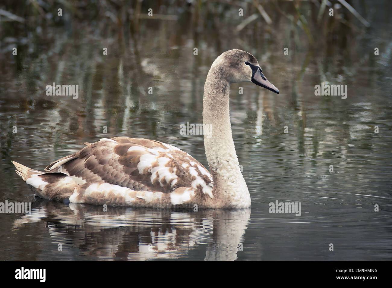 Mute Swan cygnet on Thames Valley Nature Reserve UK on an icy December ...