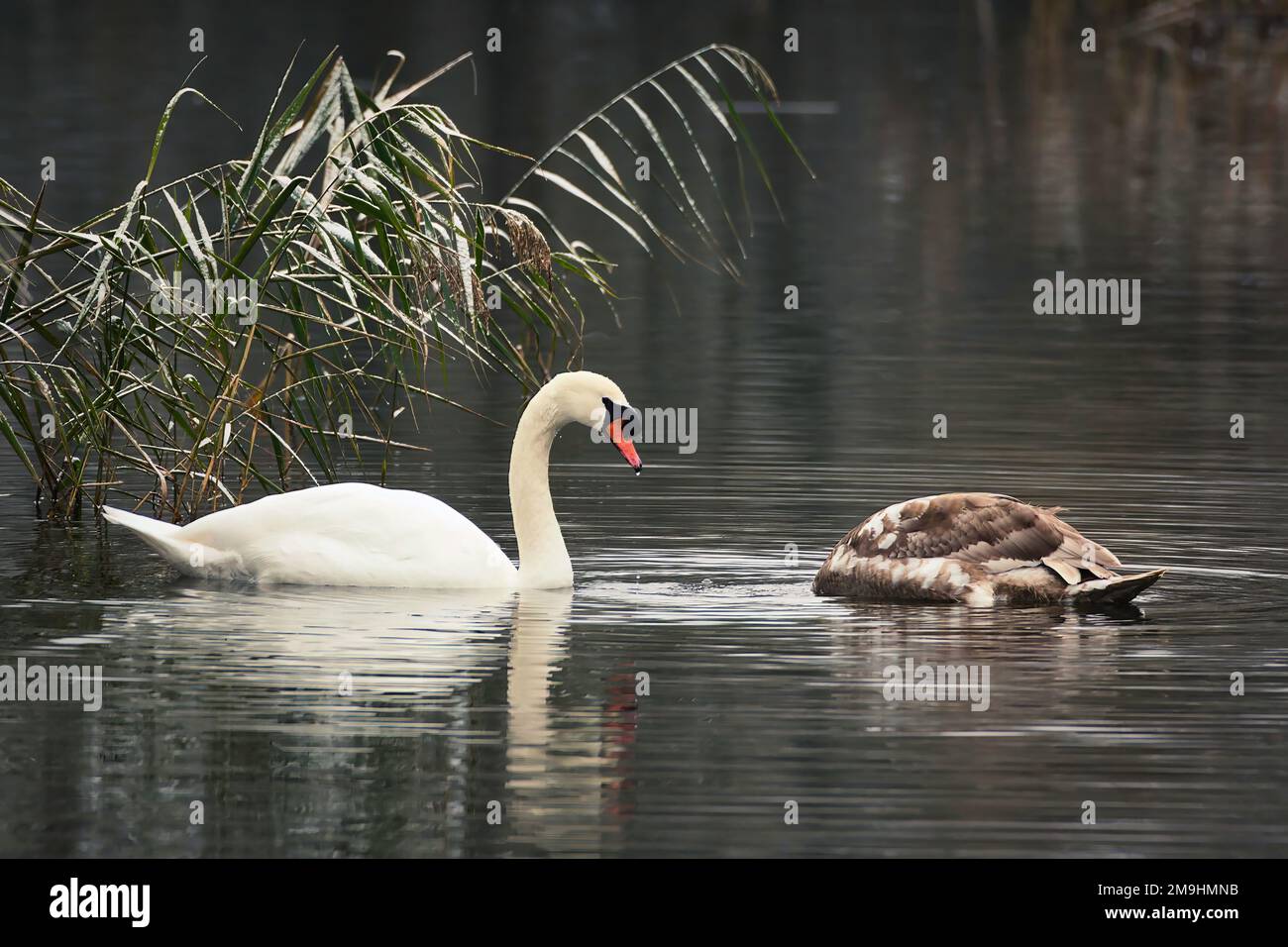 Mute swan & cygnet on Thames Valley Nature Reserve UK on an icy ...