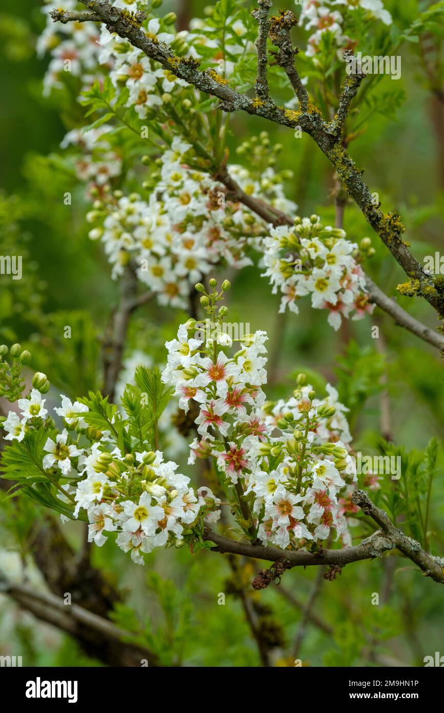 Xanthoceras sorbifolium, shinyleaf yellowhorn, yellow horn, goldenhorn ...