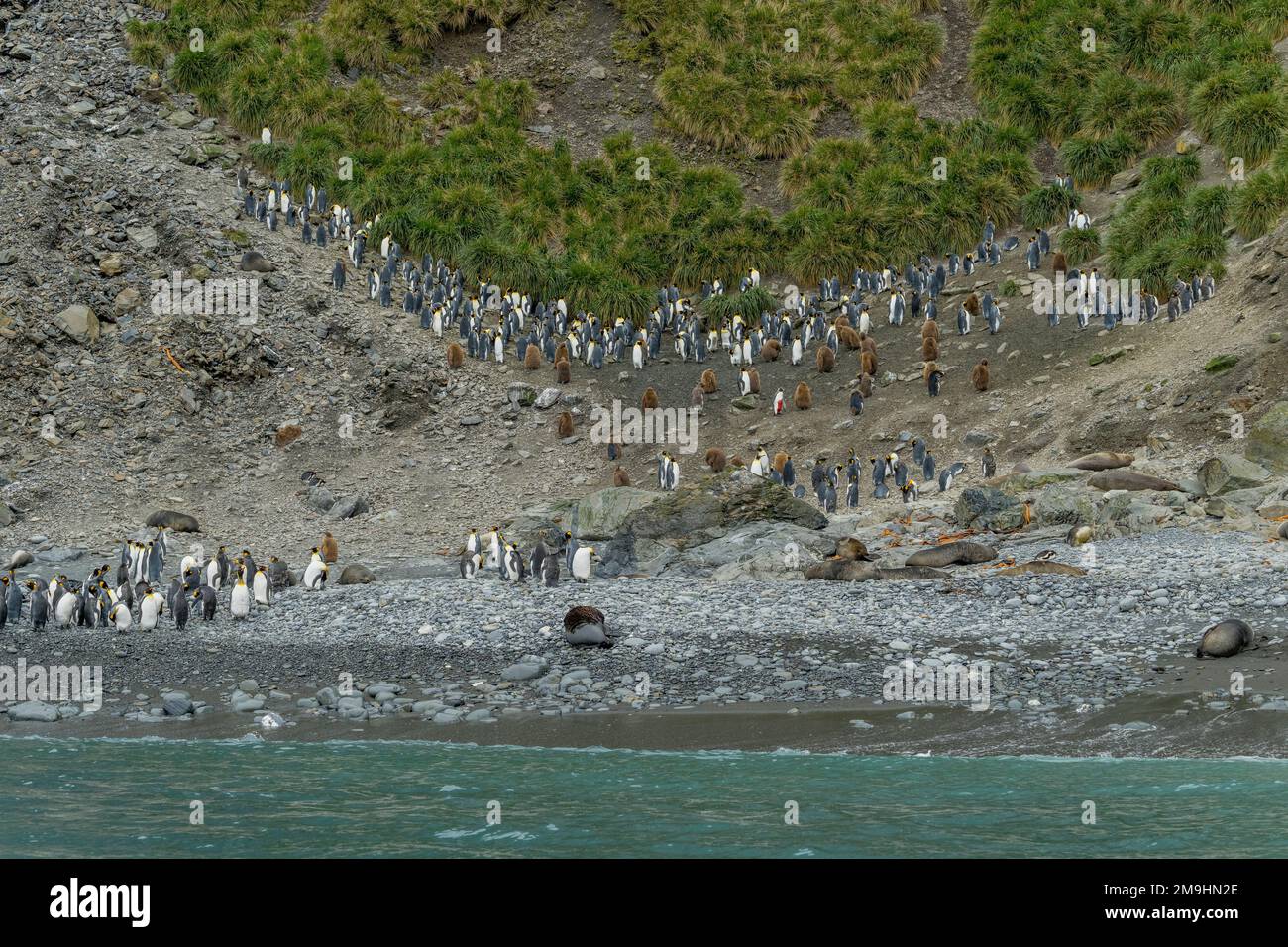 A small King penguin (Aptenodytes patagonicus) colony in Elsehul Bay ...